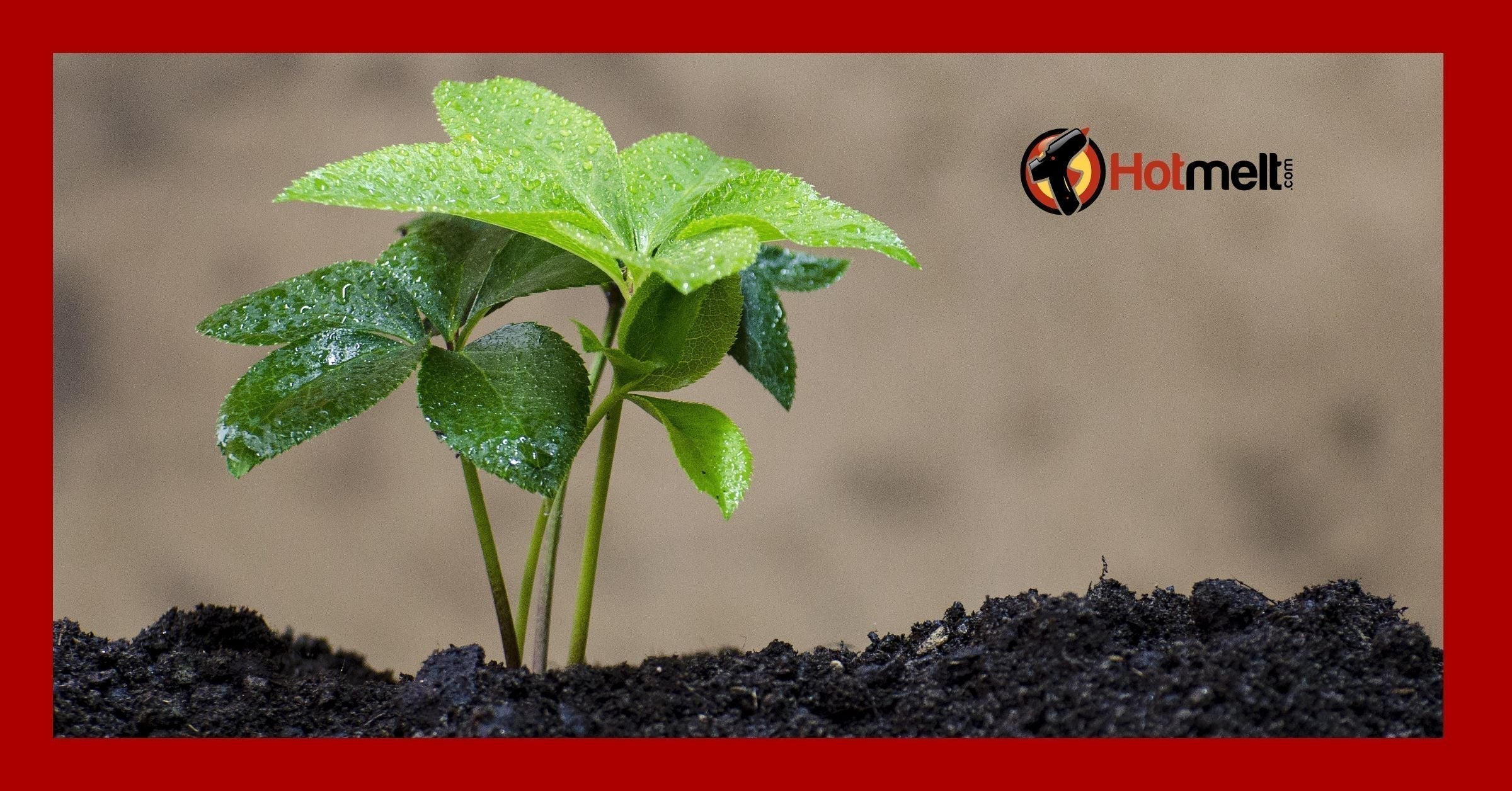 Guide to Bio-Based Adhesives: Raw Materials, Benefits, and Examples